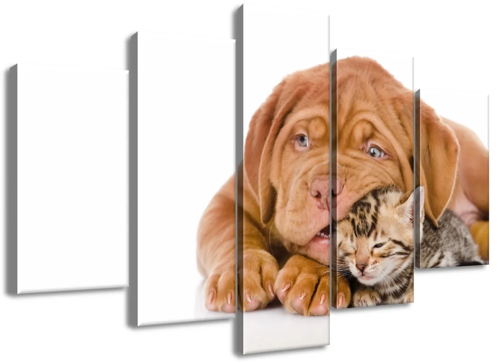 Gario 5 dílný obraz na plátně Jako kočka a pes Velikost: 100 x 63 cm