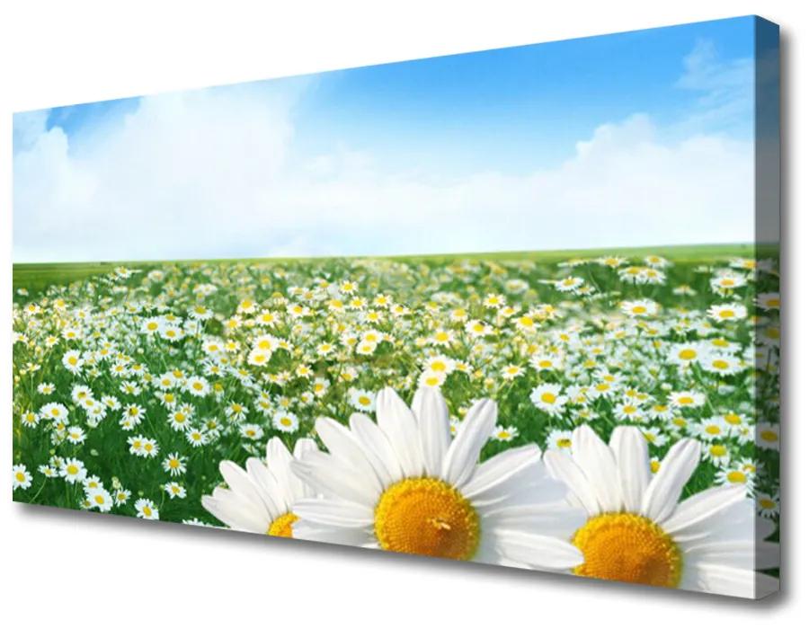 Obraz na plátně Sedmikrásky Květiny Louka Pole 140x70 cm
