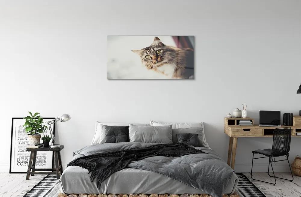 Obraz na skle Mainská mývalí kočka 125x50 cm