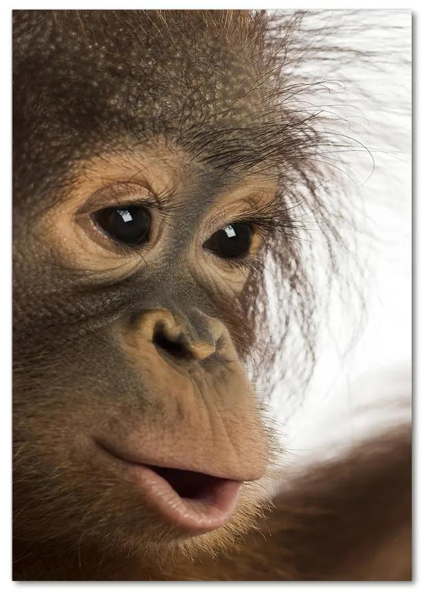 Wallmuralia Foto obraz akrylové sklo Mladý orangutan 70x100 cm
