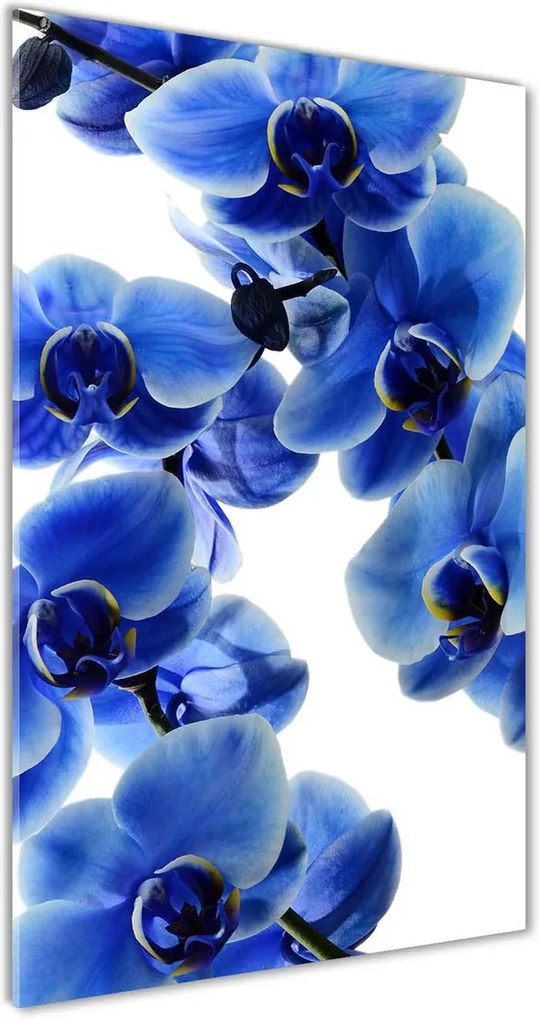 Foto obraz na plátně Modrá orchidej