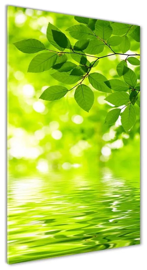 Wallmuralia Foto obraz fotografie na skle Zelené listí 60x120 cm