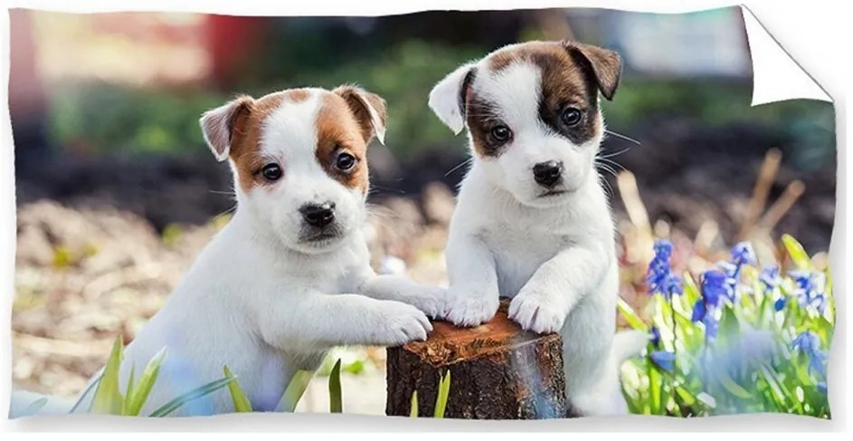 Carbotex Osuška Bráškové Jack Russell Teriér 70x140 cm