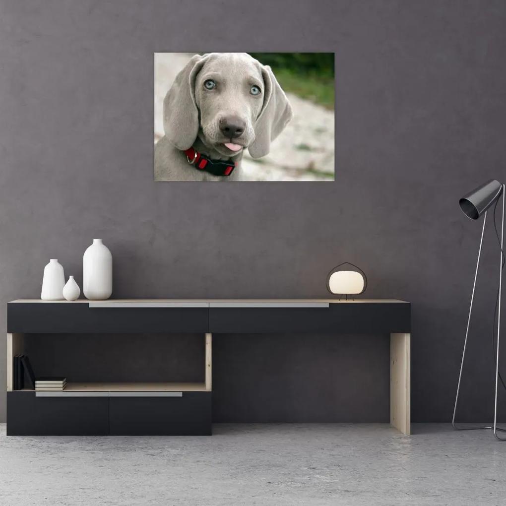 Skleněný obraz - štěně výmarský ohař (70x50 cm)