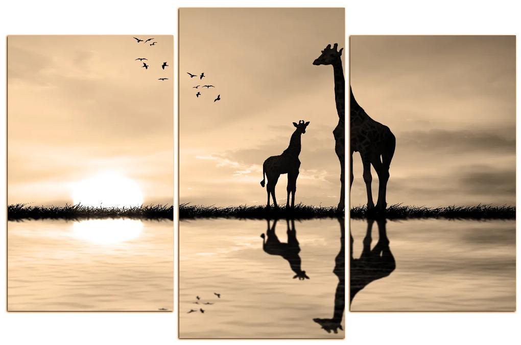 Obraz na plátně - Žirafy silueta 1919FC (105x70 cm)