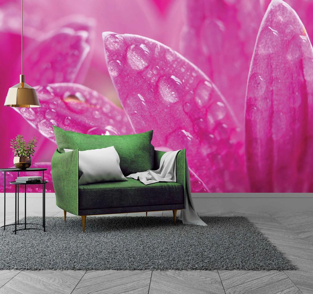 Malvis ® Tapeta Květ s ranní rosou Vel. (šířka x výška): 432 x 290 cm