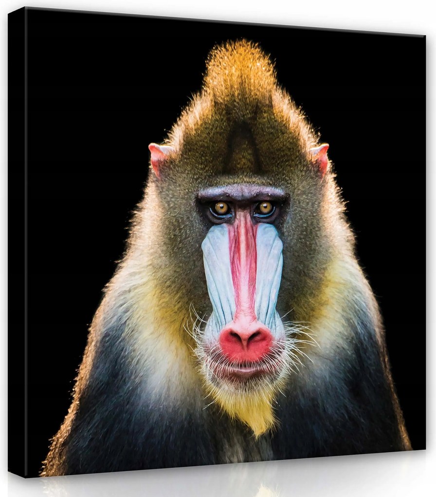 Obraz 80x80 Mandryl opice primát divoká příroda portrét zvířete exotika