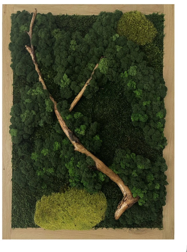 WOODILO Mechový obraz Borovice| sobí, kopečkový, plochý mech + dřevina Rozměr obrazu: 110x45 cm, Barva rámu: Ořech světlý (mořená borovice), Síla rámu (pohledová): 3,7 cm