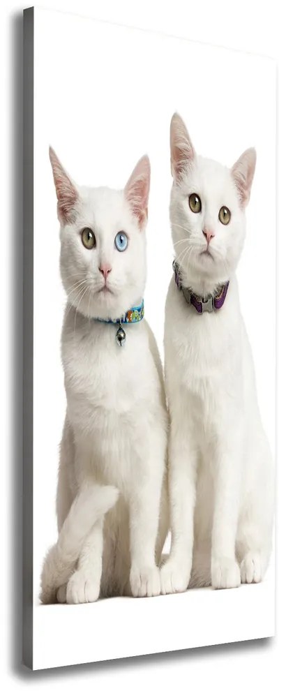 Wallmuralia Foto obraz na plátně Dvě bílé kočky 50x125 cm