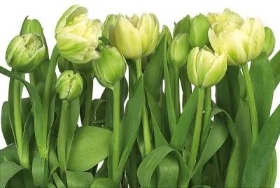 8-900 Tulips - Fototapeta Komar Tulipány, velikost 368 x 254 cm