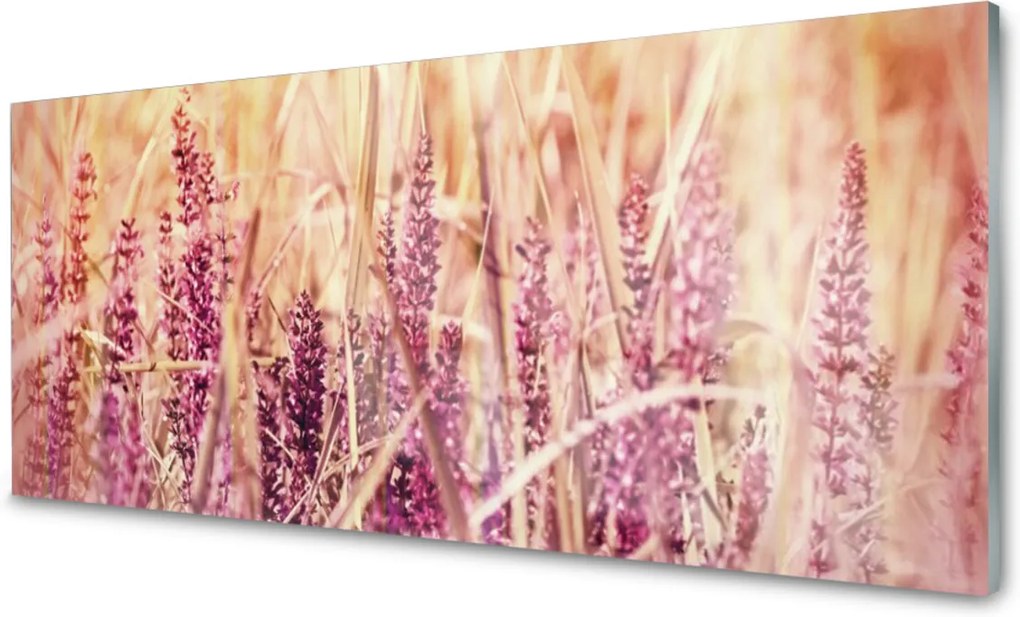 Plexisklo obraz Pšenice Rostlina Příroda