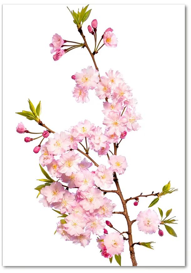 Wallmuralia Foto obraz sklo tvrzené Květy višně 70x100 cm