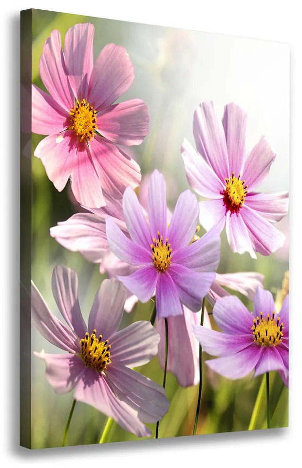 Wallmuralia Foto obraz canvas Polní květiny 70x100 cm