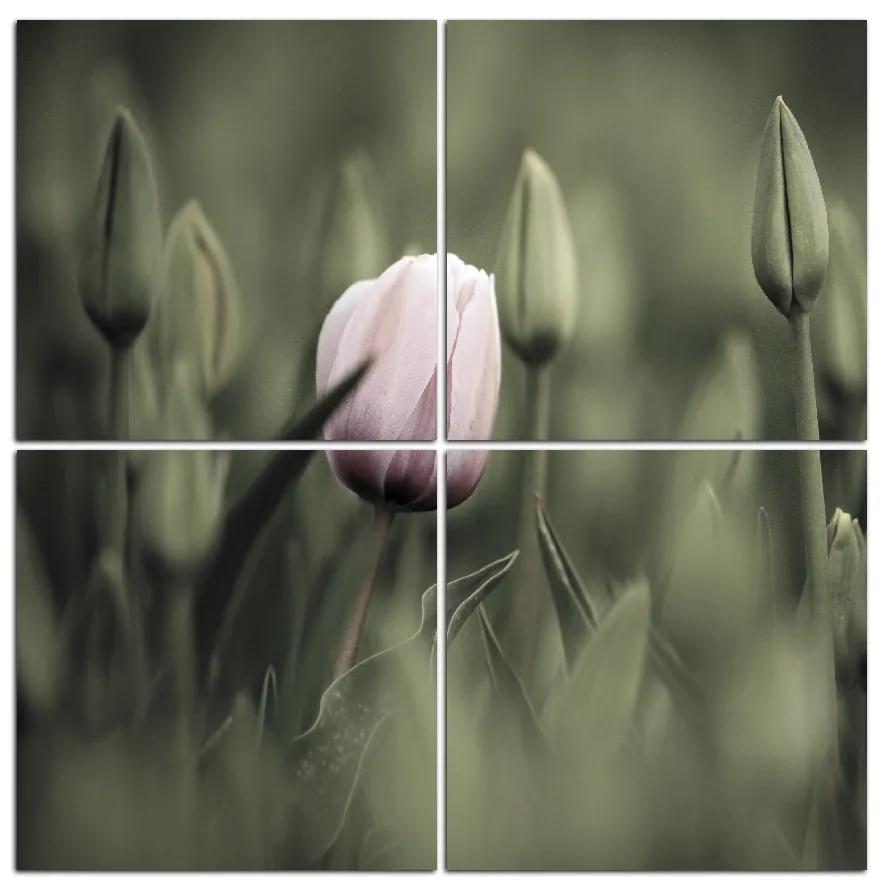 Obraz na plátně - Růžový kvetoucí tulipán - čtverec...   301FD (100x100 cm)