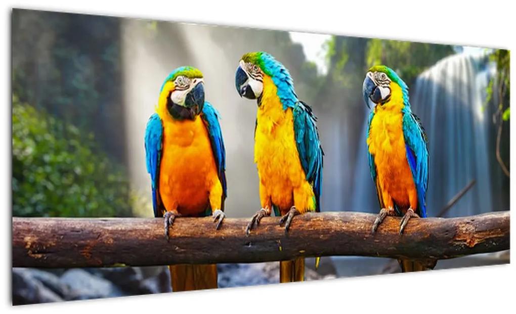 Obraz - papoušci (100x40cm)