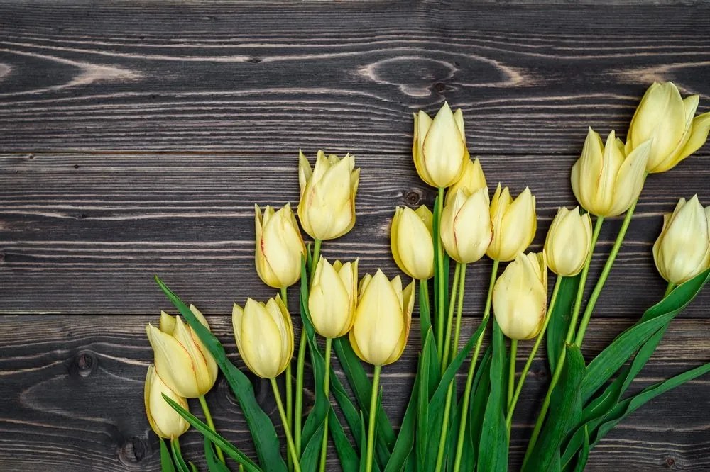 Tapeta žluté tulipány na dřevěném podkladu - 225x150 cm