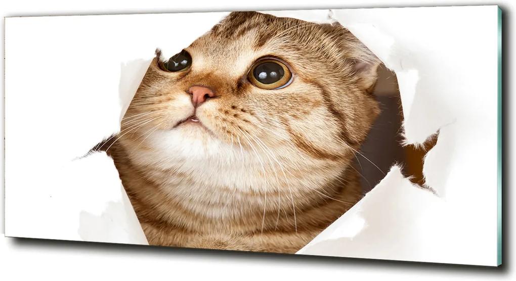 Foto obraz sklo tvrzené Kočka
