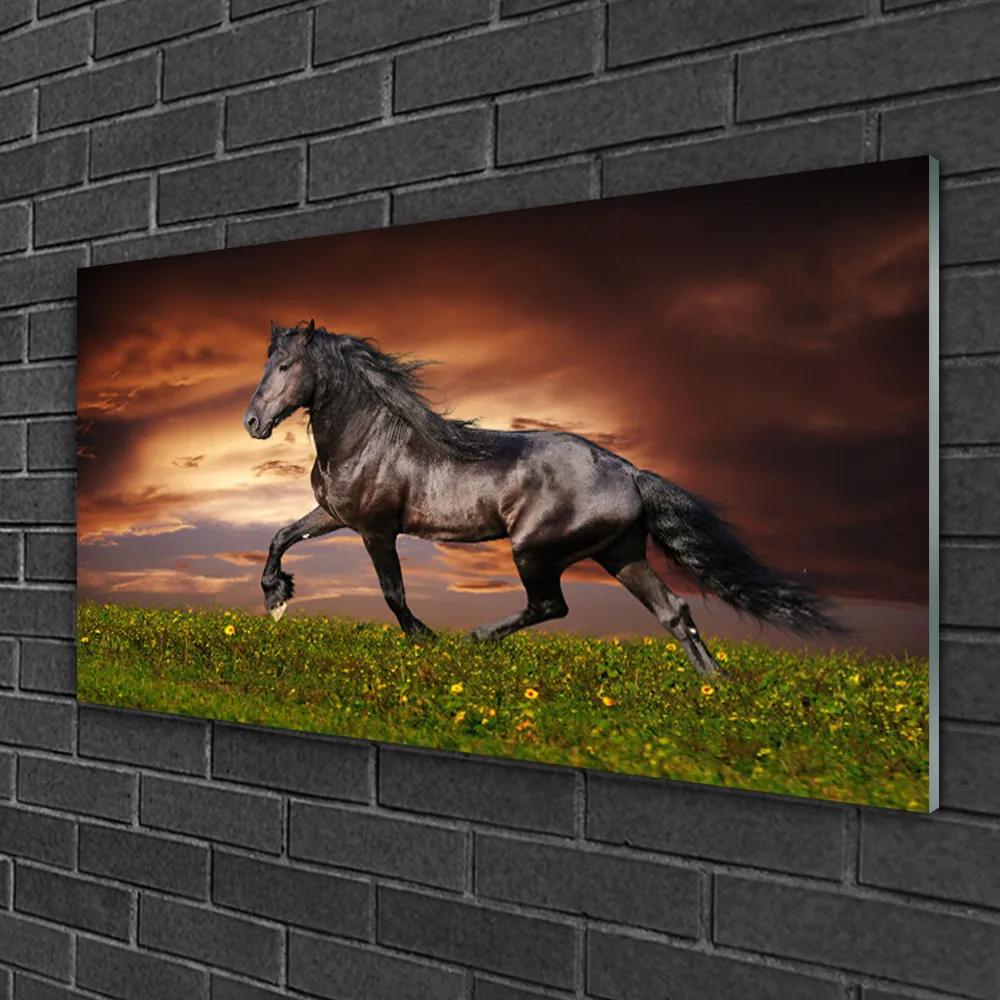 Obraz na skle Černý Kůň Louka Zvířata 125x50 cm