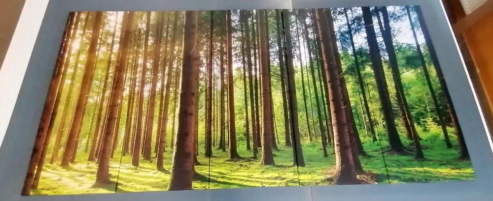 5-dílný obraz sluneční ráno v lese Varianta: 100x50