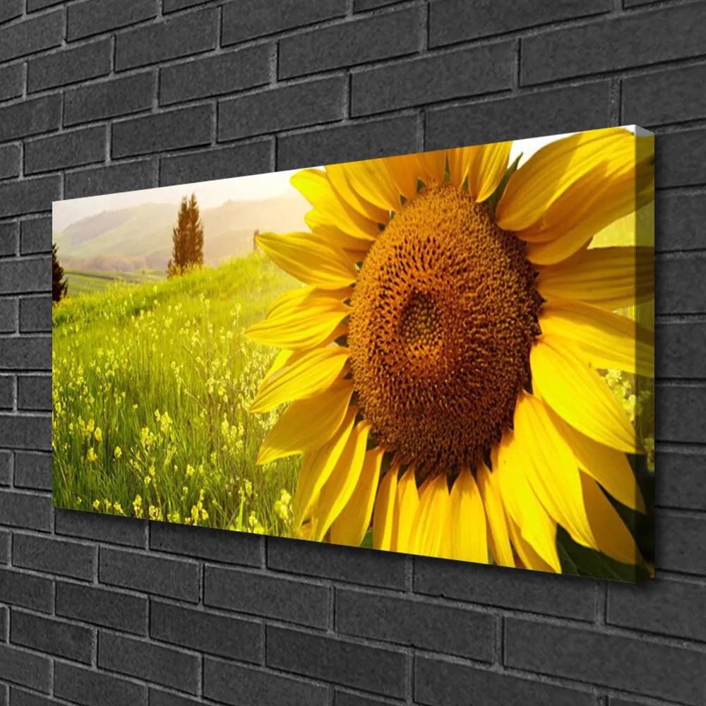 Obraz na plátně Slunečnice Květ Rostlina 120x60 cm