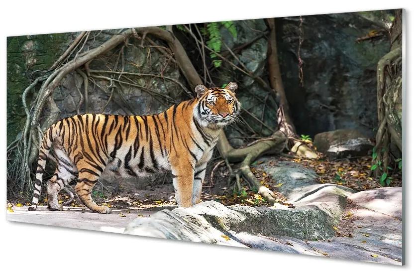 Obraz na skle tygr džungle 100x50 cm