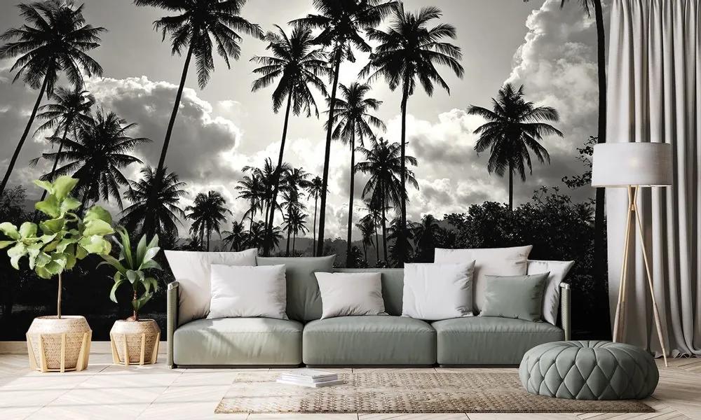 Samolepící tapeta kokosové palmy na pláži v černobílém - 375x250 cm