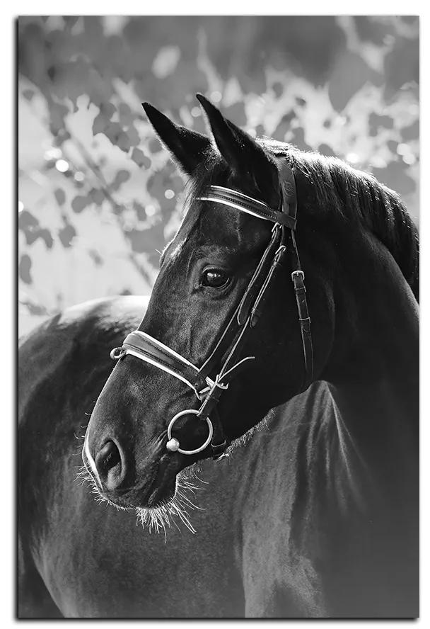 Obraz na plátně - Černý kůň - obdélník 7220QA (75x50 cm)