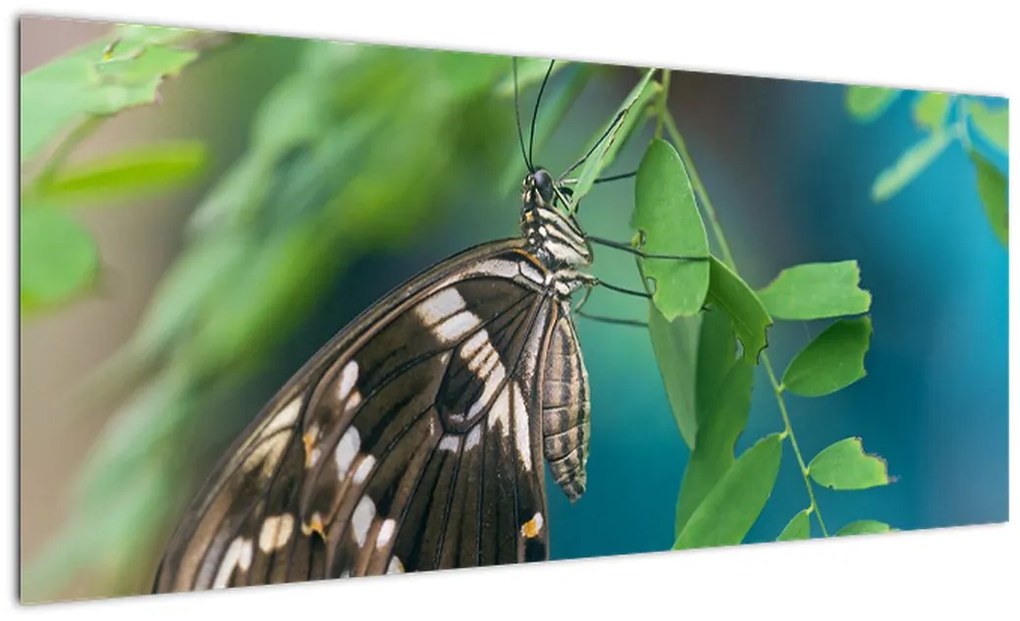 Motýl - obraz (100x40cm)