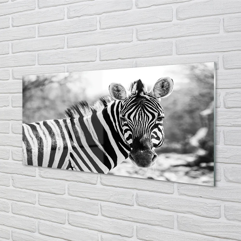 akrylový obraz retro zebra 125x50 cm