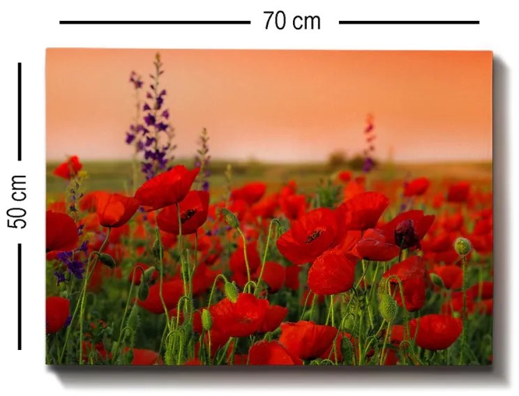 Obraz na plátně Poppy field  50x70 cm