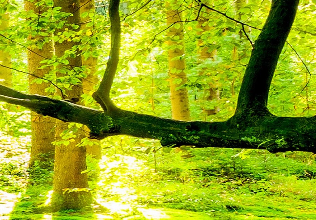 Vícedílný obraz lesní potok + háčky a hřebíčky ZDARMA Velikost (šířka x výška): 200x100 cm
