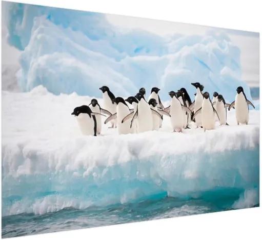 Fototapeta Skupina tučňáků 200x135cm FT1332A_1AL