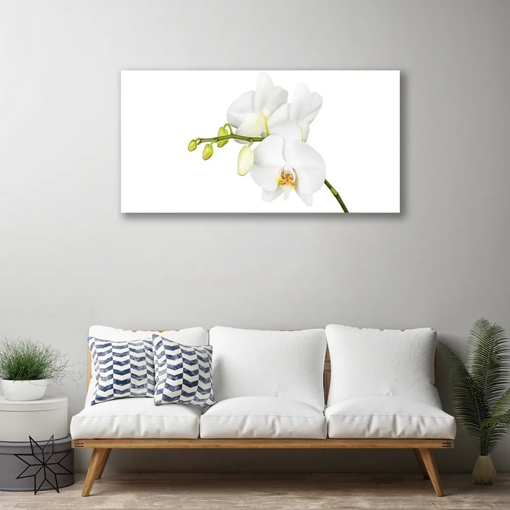 Obraz na plátně Orchidej Květiny Příroda 100x50 cm