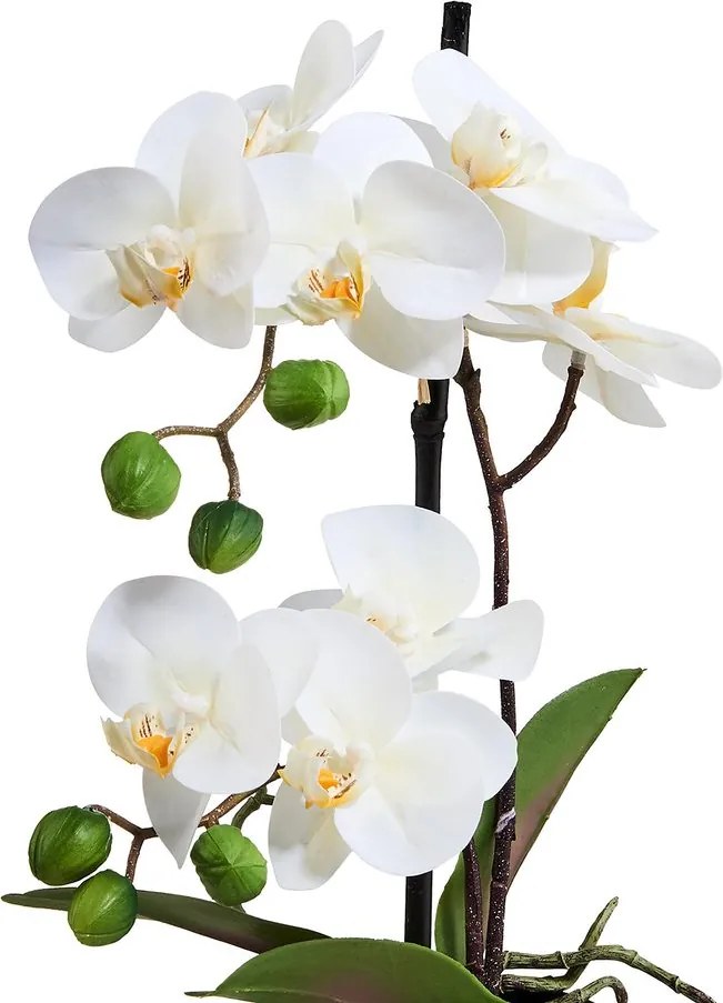 FLORISTA Orchidej v květináči 35 cm - bílá