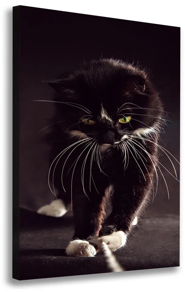 Wallmuralia Foto obraz na plátně do obýváku Černá kočka 70x100 cm