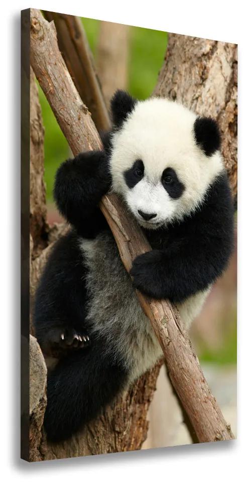 Wallmuralia Vertikální Foto obraz na plátně Panda na stromě 50x100