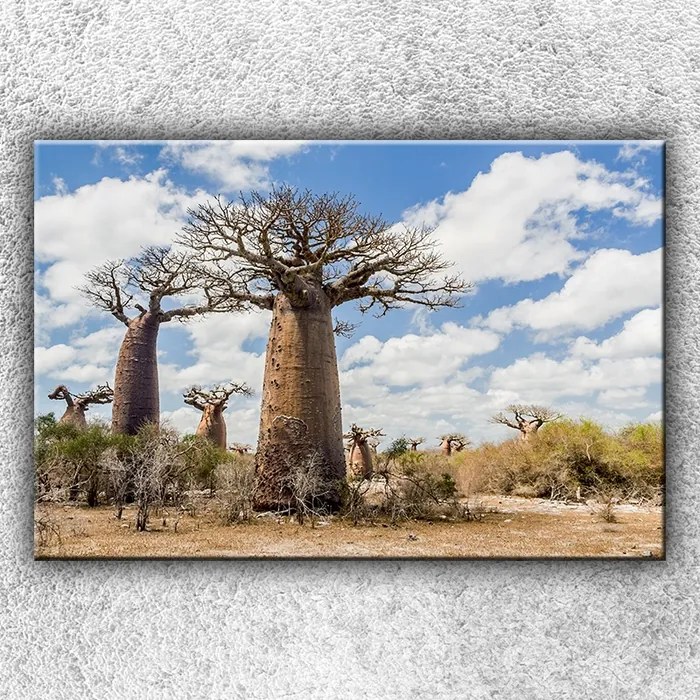 Obraz na zeď Baobaby