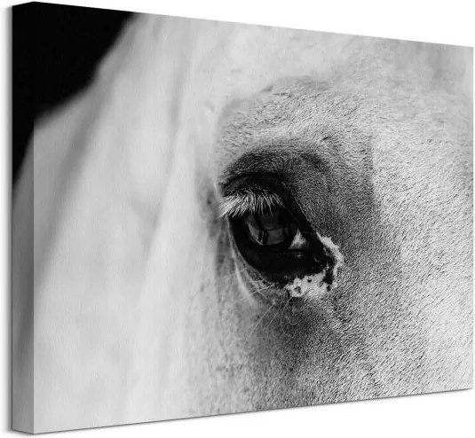 Obraz na plátně Koňské černé oko Farrugia Lorene 40x30cm CAA3749