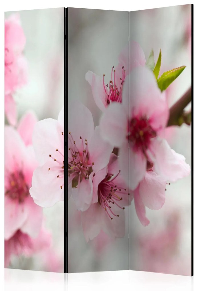 Paraván - Spring, blooming tree - pink flowers [Room Dividers] 135x172