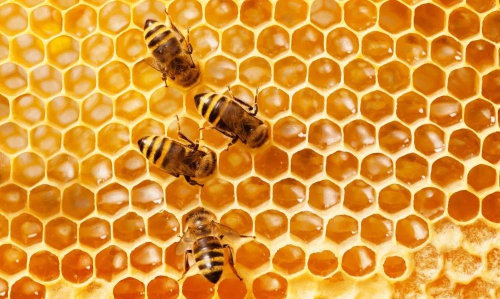 Vícedílný obraz Včely Na Plástev Nedostatek Nedostatek Plátno Canvas 250x150