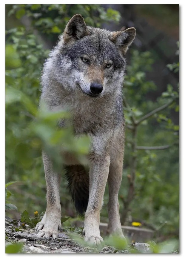 Wallmuralia Moderní akrylový fotoobraz Vlk v lese 70x100 cm