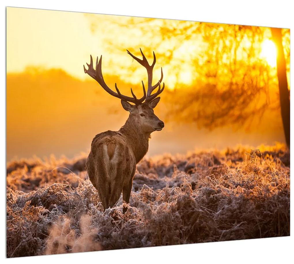 Obraz jelena (70x50 cm)