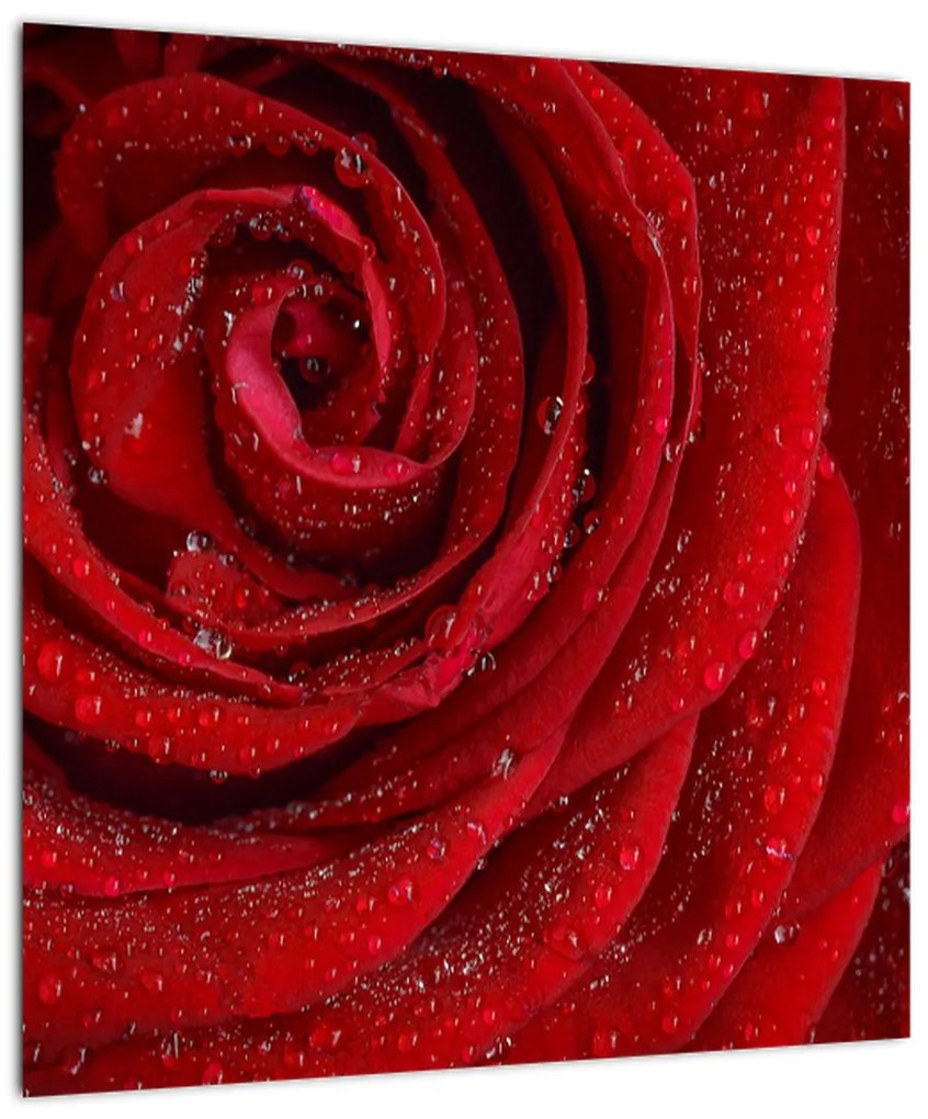 Obraz - detail růže (40x40 cm), 40 dalších rozměrů