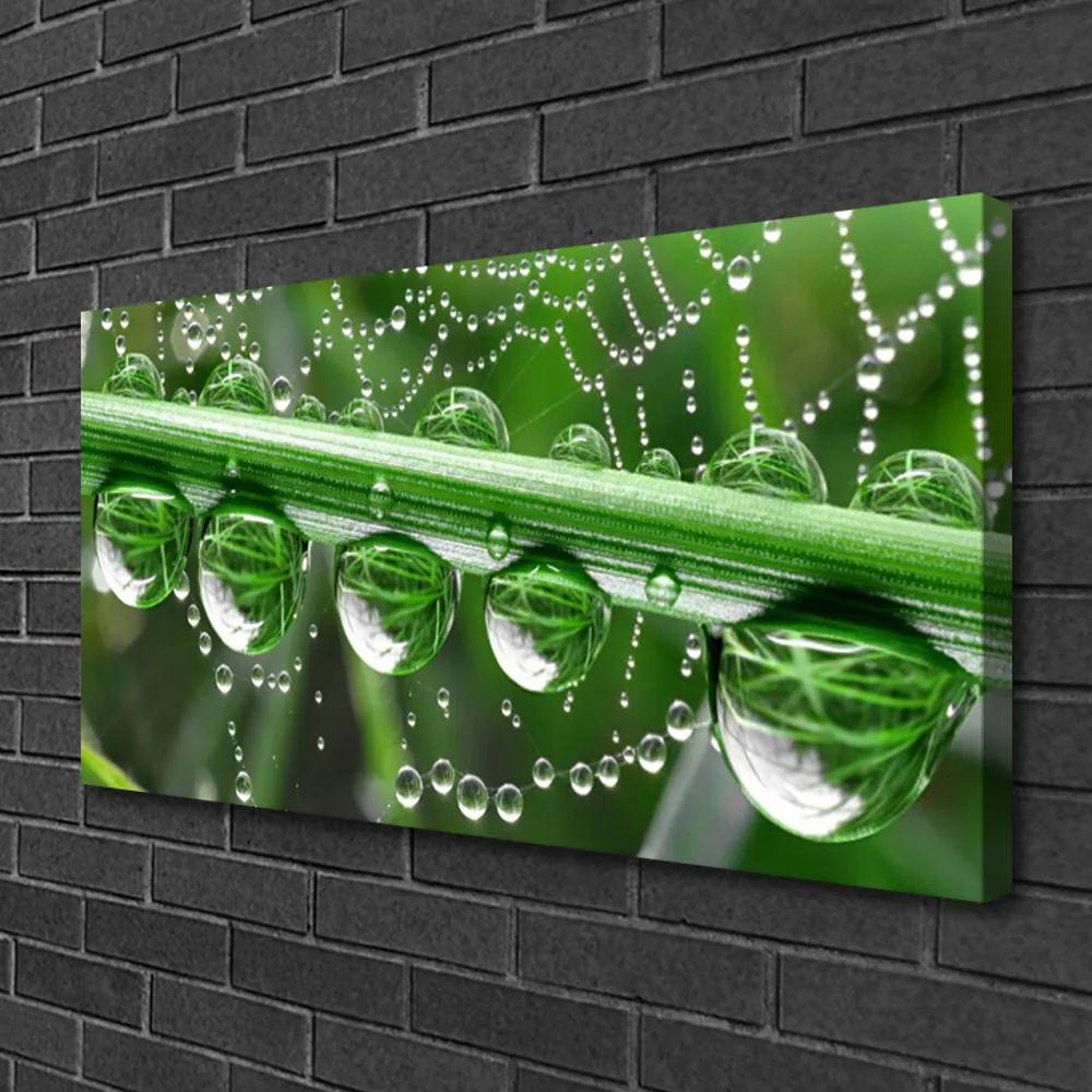 Obraz na plátně Pavučina Kapka Rostlina 120x60 cm