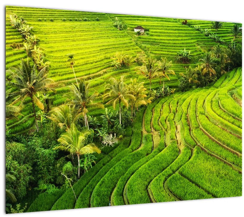 Skleněný obraz - Rýžové terasy (70x50 cm)