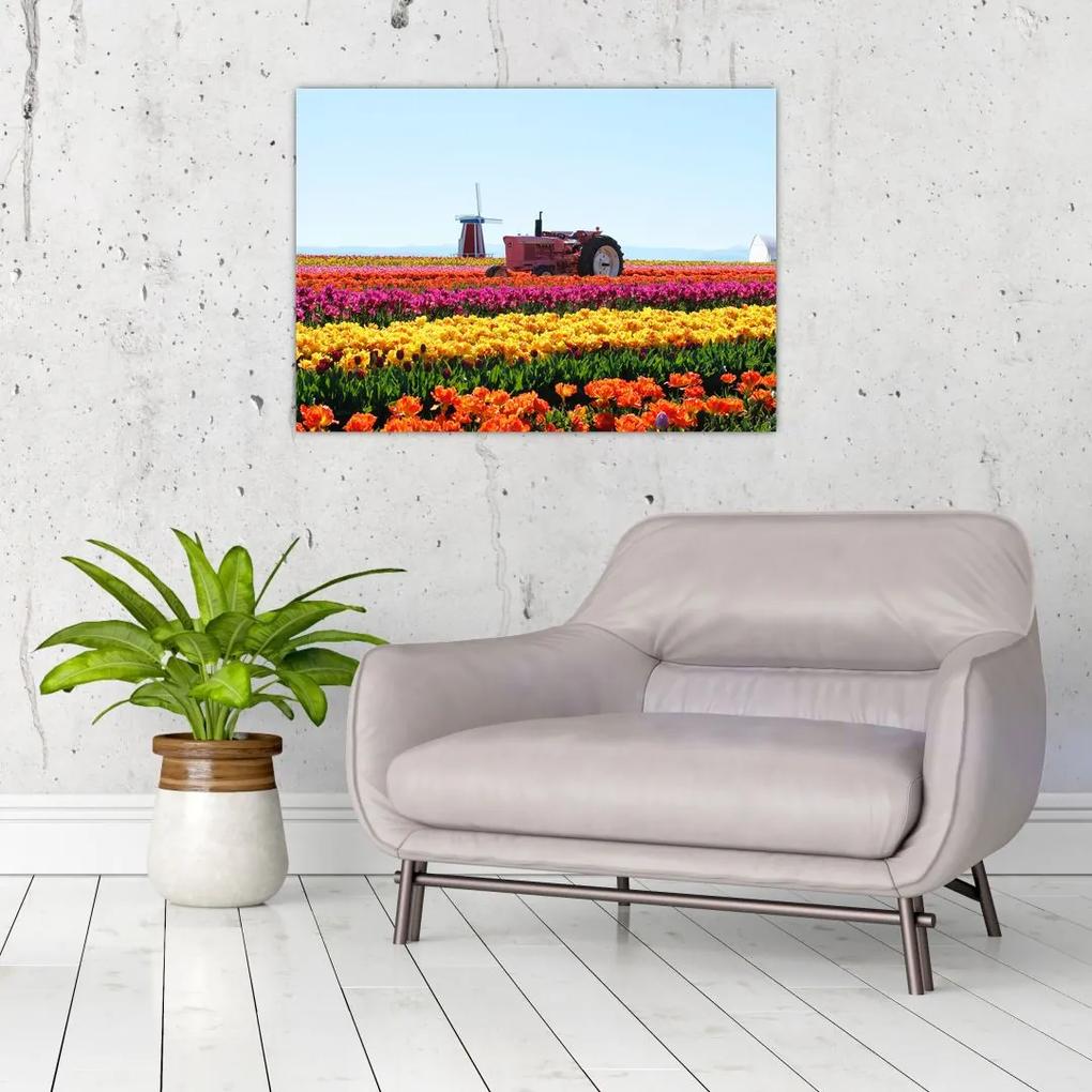 Skleněný obraz tulipánové farmy (70x50 cm)