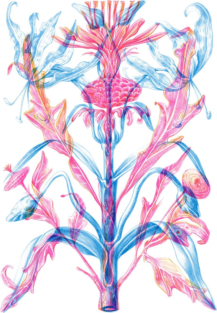 Filip Šenkeřík | Hybrid I – Liliantaurea Centaureum Rám: Černý, Velikost: 70 x 50 cm