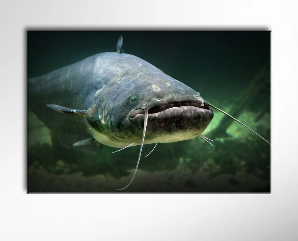 Malvis ® Obraz Sumec pod vodou ROZMĚR (šířka x výška): třídílný obdélník 150x60 cm
