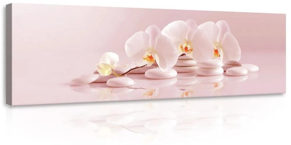 Postershop Obraz na plátně: Růžové orchideje - 145x45 cm