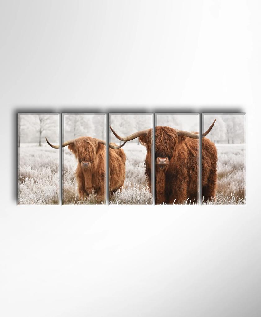 Malvis ® Obraz Skotský náhorní skot ROZMĚR (šířka x výška): jednodílný obdélník 120x80 cm